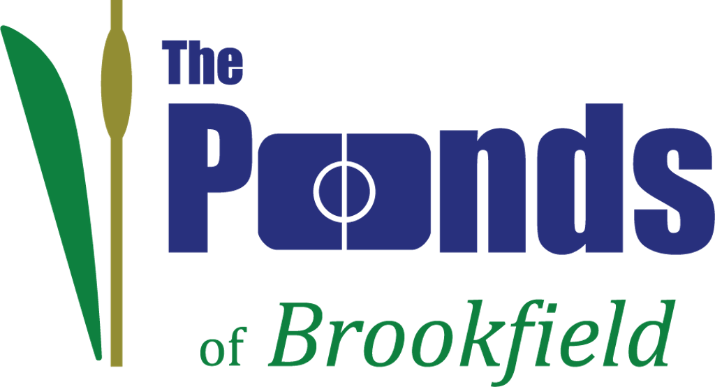 Ponds Hockey Rink Cam